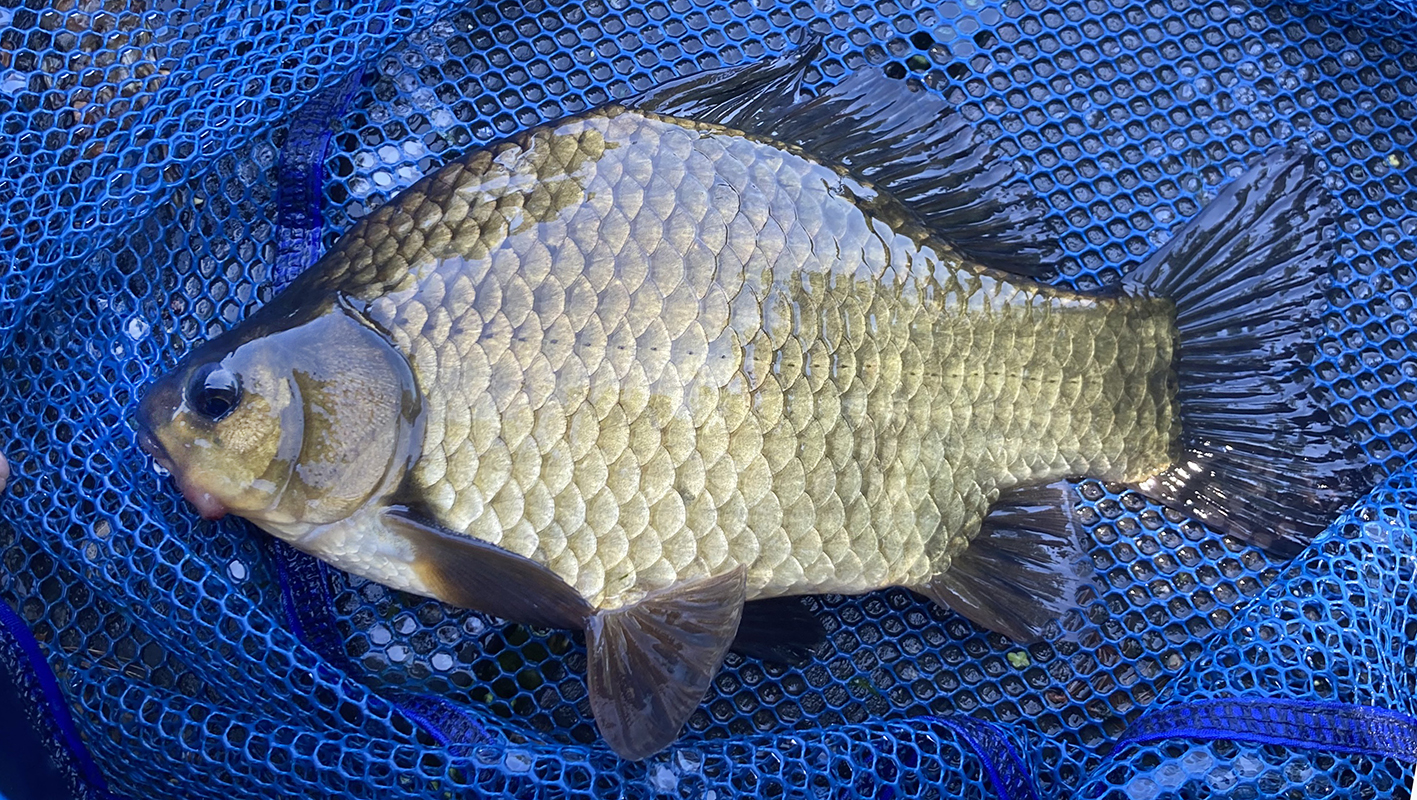 Magyar Haltani Társaság