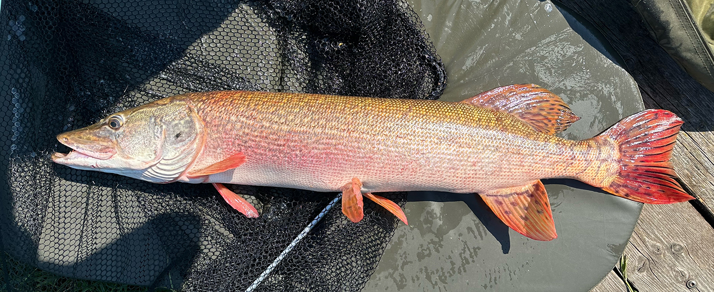 Magyar Haltani Társaság